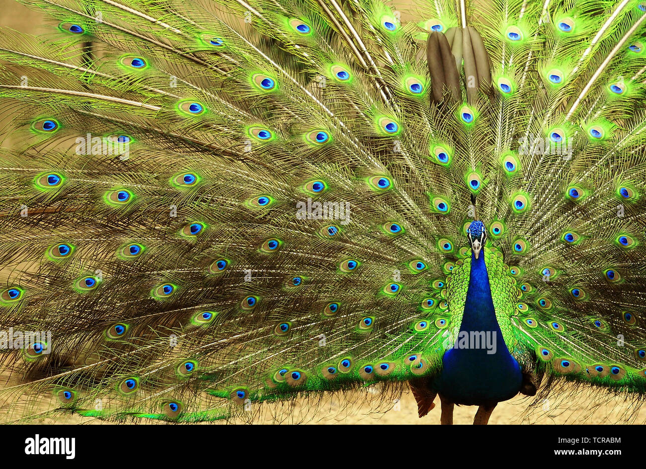 Wild peacock hi-res stock photography and images - Alamy