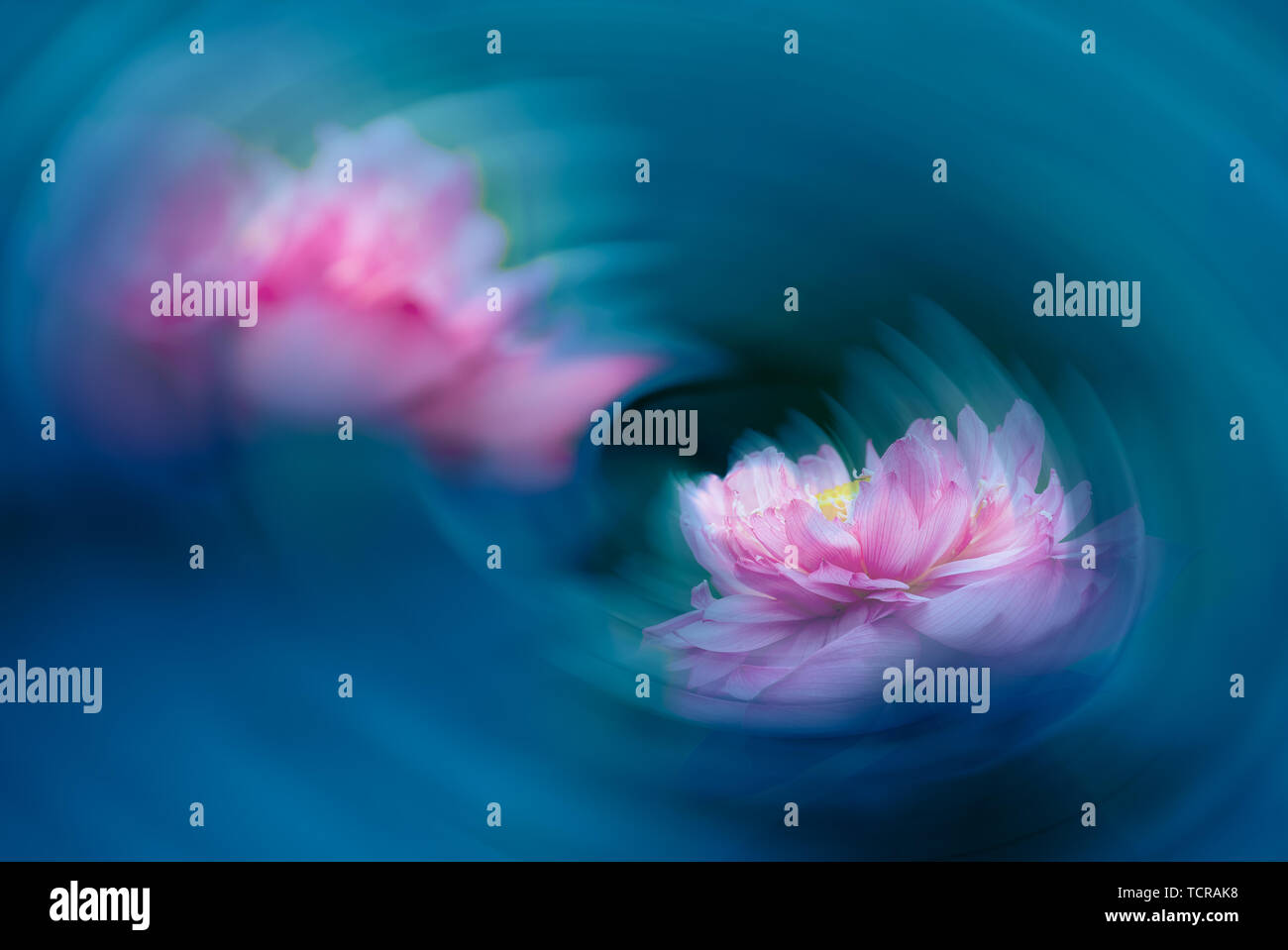 A variety of lotus. Post-treatment, avoid a thousand flowers Stock ...