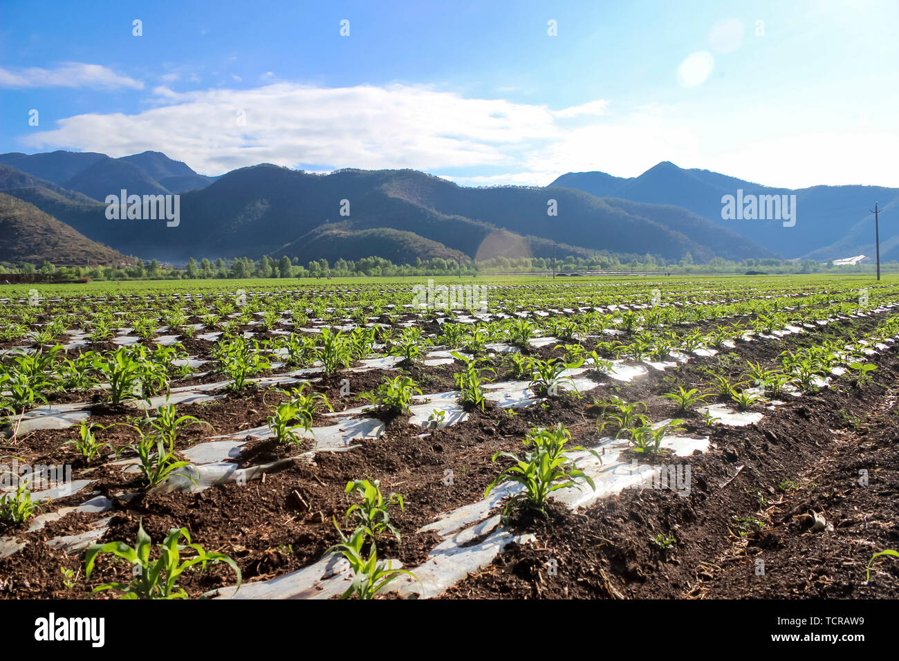 Plateau film planting farmland Stock Photo - Alamy