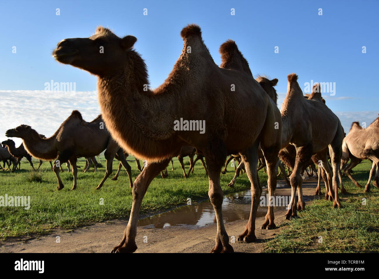 Single peak camels hi-res stock photography and images - Alamy