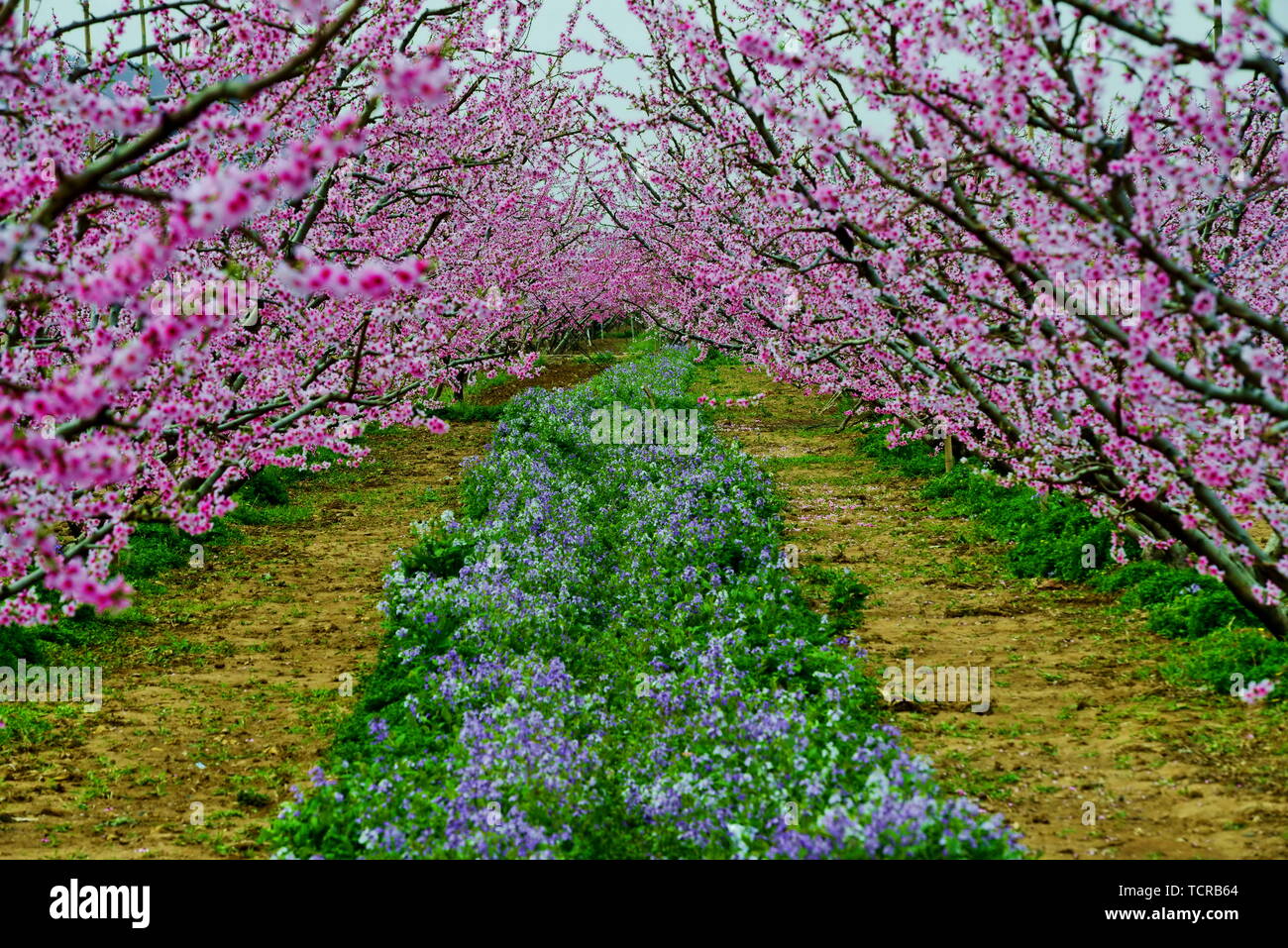 Peach Blossom Sea in Dahuashan Town, Pinggu District, Beijing Stock ...