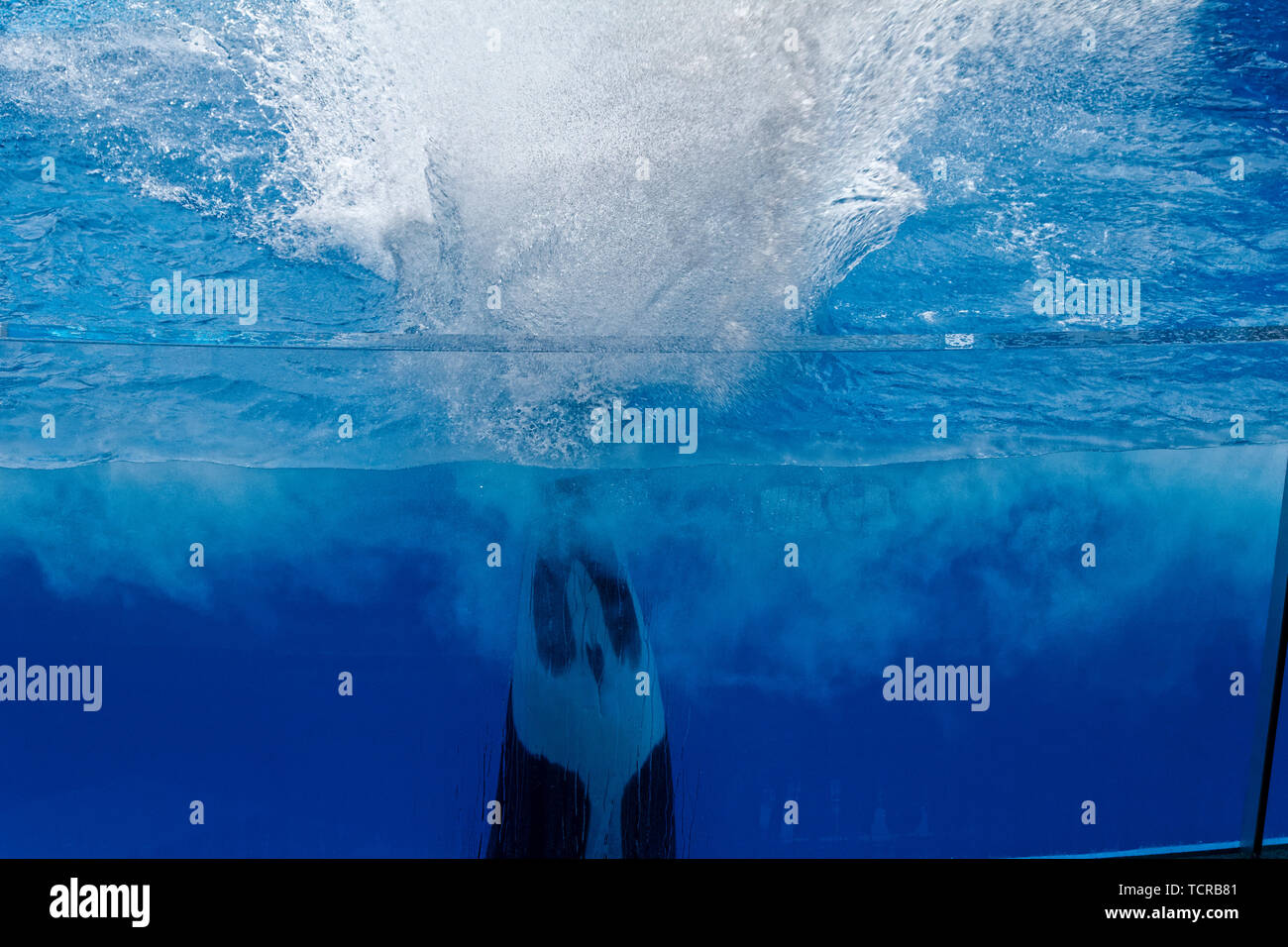Haichang Ocean Park orca performance in Shanghai Stock Photo - Alamy