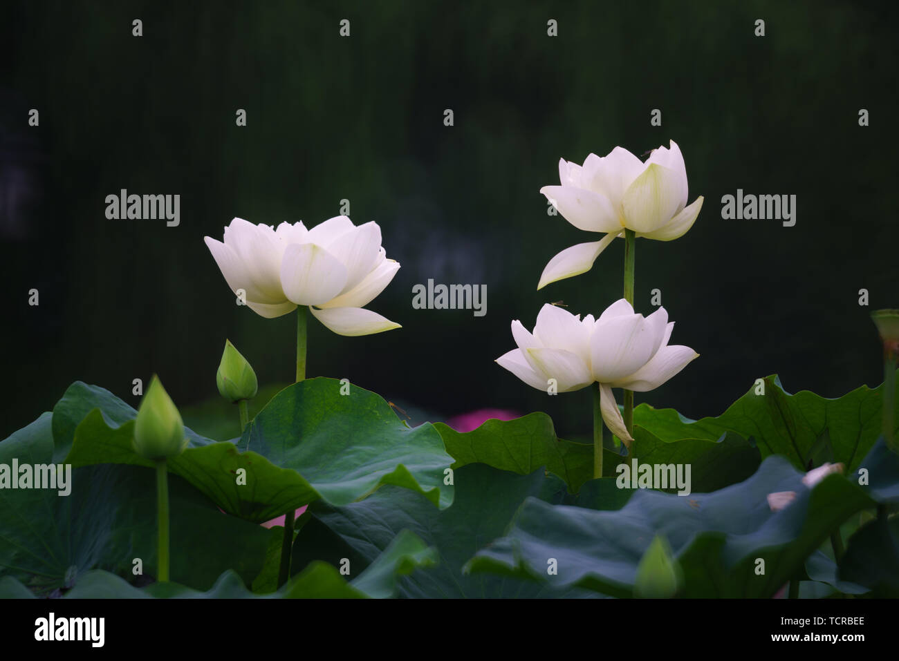 Aquatic plants in foreign countries hi-res stock photography and images ...