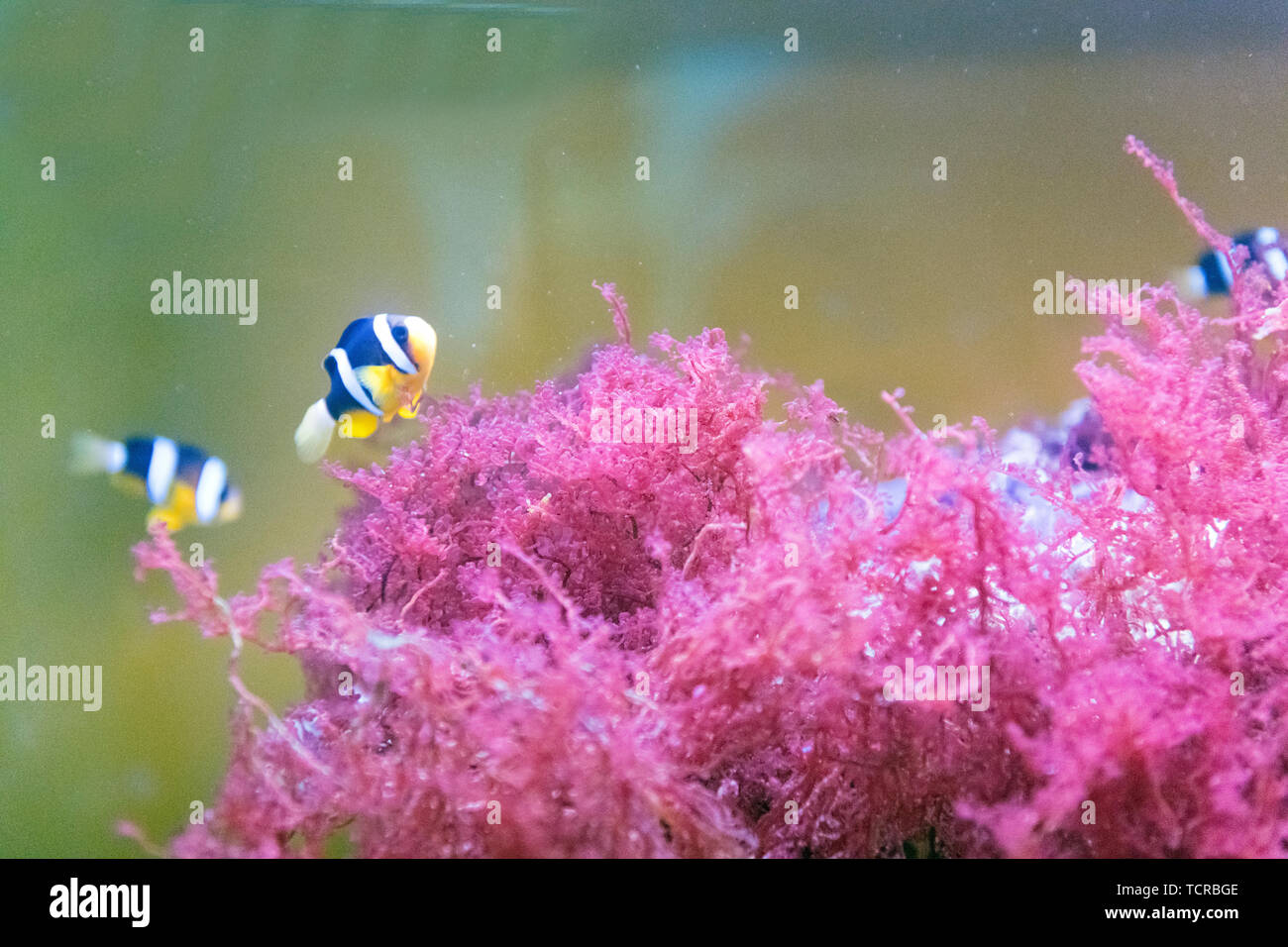 Horn corals hi-res stock photography and images - Alamy