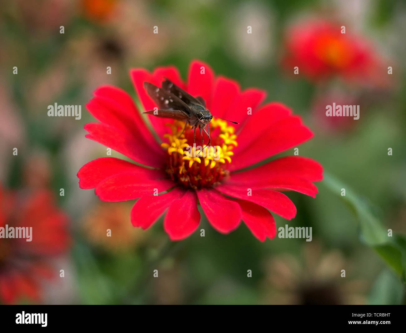 Chinese valley butterfly hi-res stock photography and images - Alamy