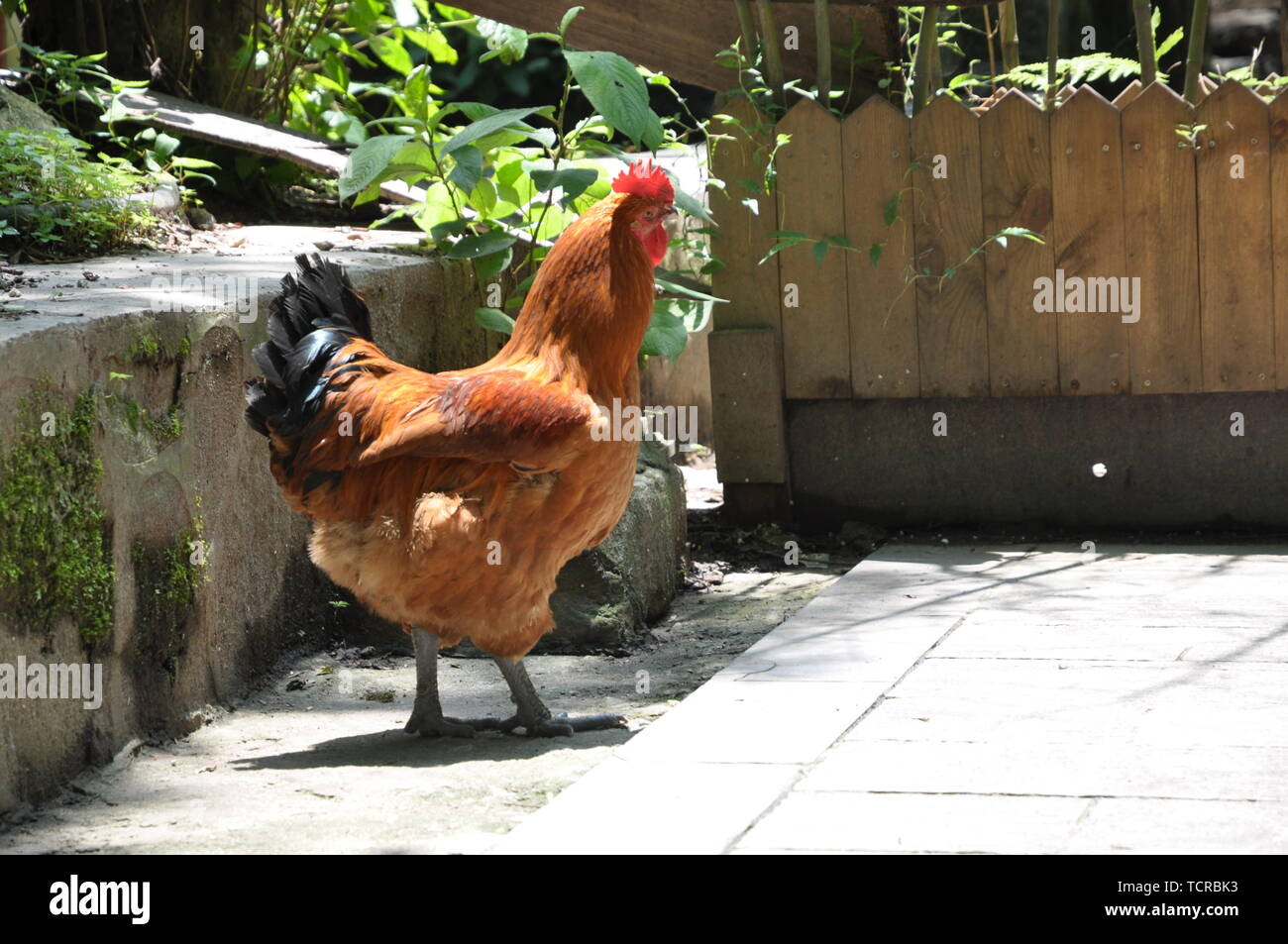 Mountain native chickens and big roosters Stock Photo - Alamy
