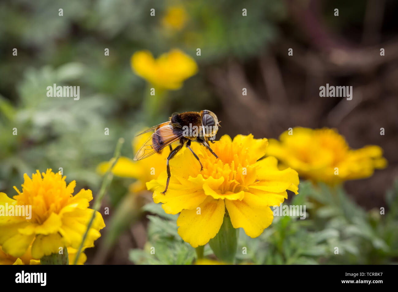 Insects on flowers Stock Photo - Alamy