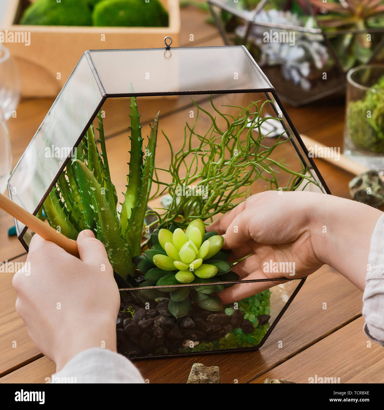 Woman making florarium Stock Photo - Alamy