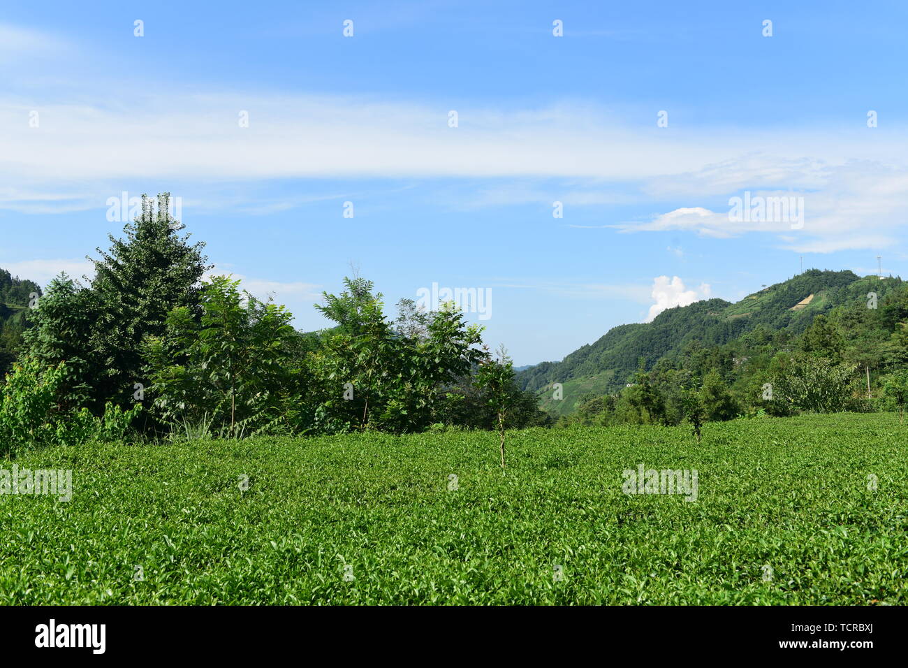 Tea Garden Tea Mountain Stock Photo - Alamy