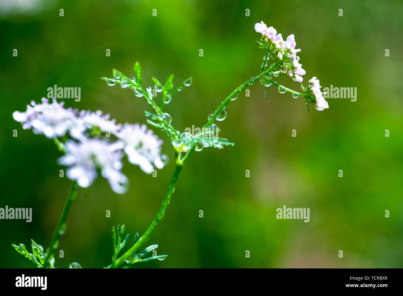 Coriander flower. Coriander is originally a thing of the Western ...