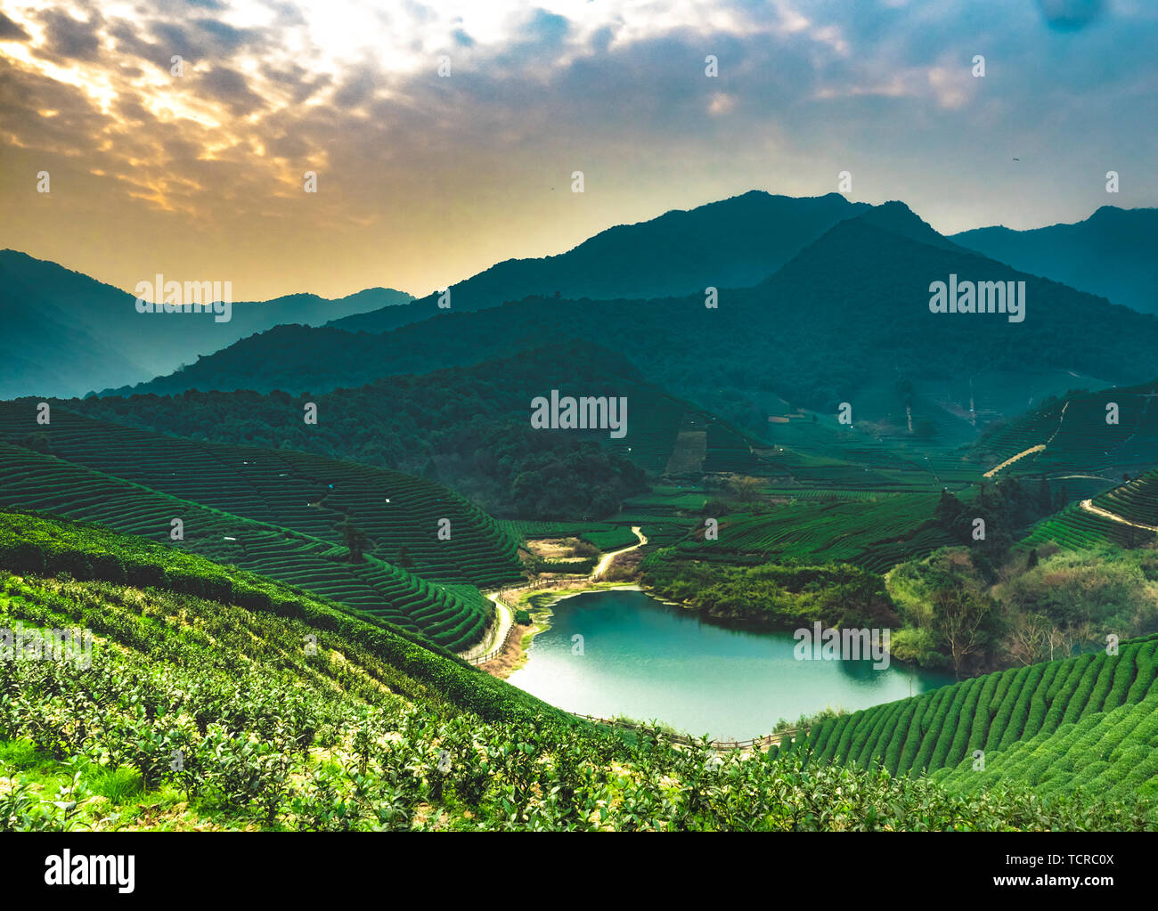 Grazing tea garden hi-res stock photography and images - Alamy
