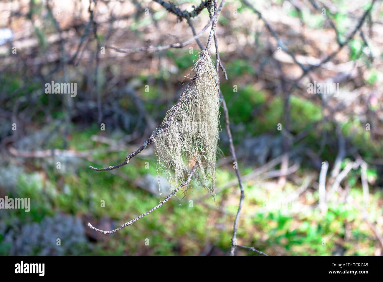 Macro closeup of Fruticose Lichen Usnea hanging lichen hanging on tree ...
