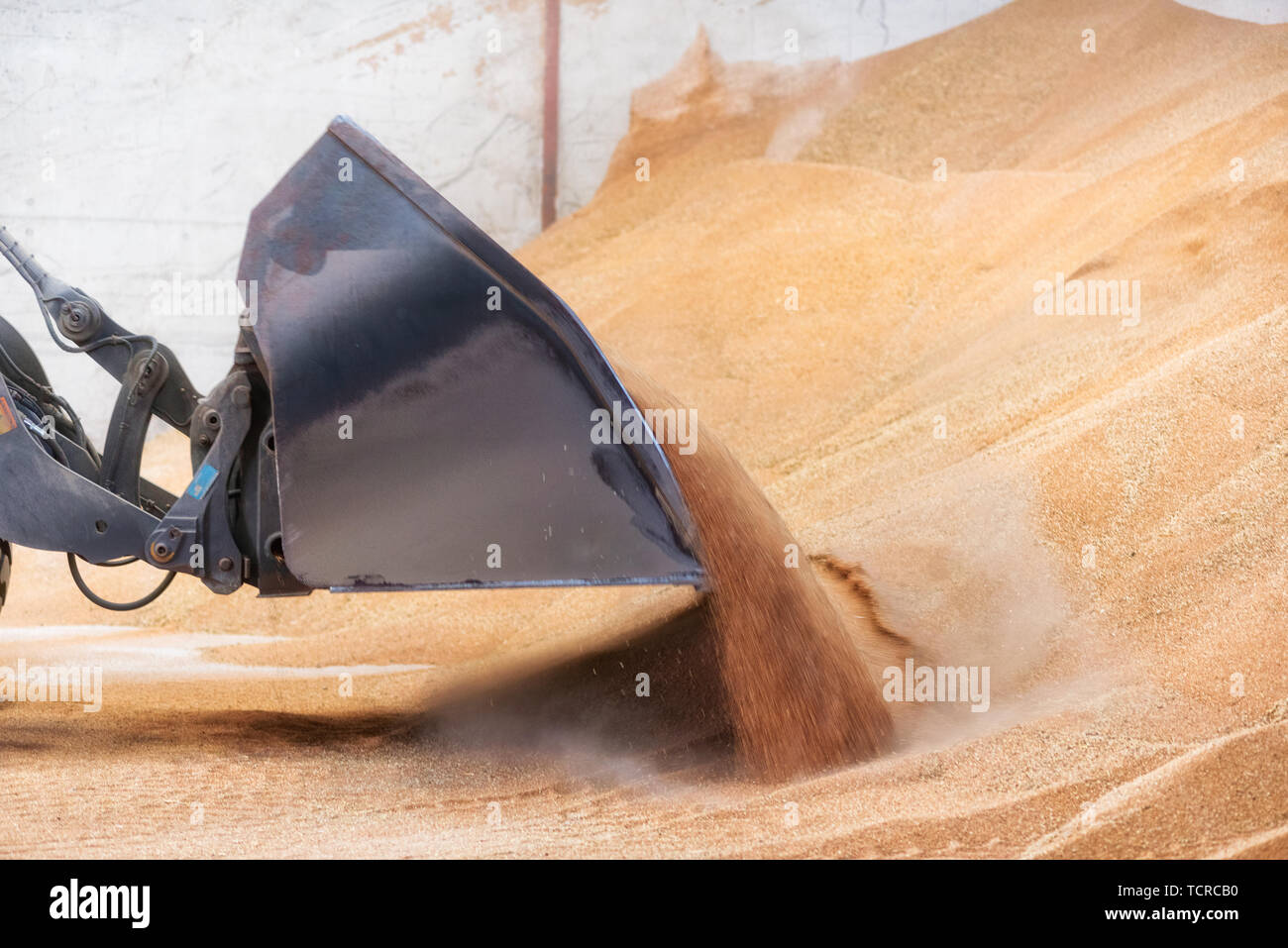 Wheel loader close up, excavator loading sand at construction site ...