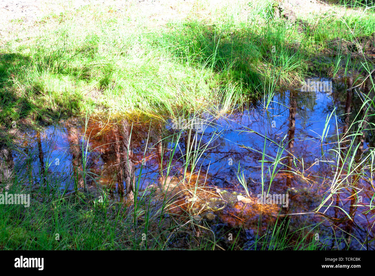 Small forest puddle swamp, lake or pond in park with a reflection of ...