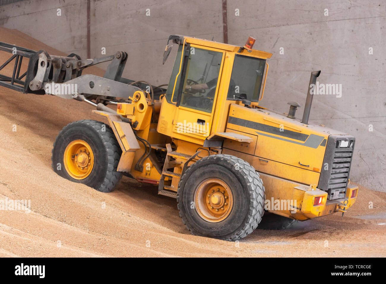 Wheel loader working at grain wheat warehouse. Agriculture industry ...