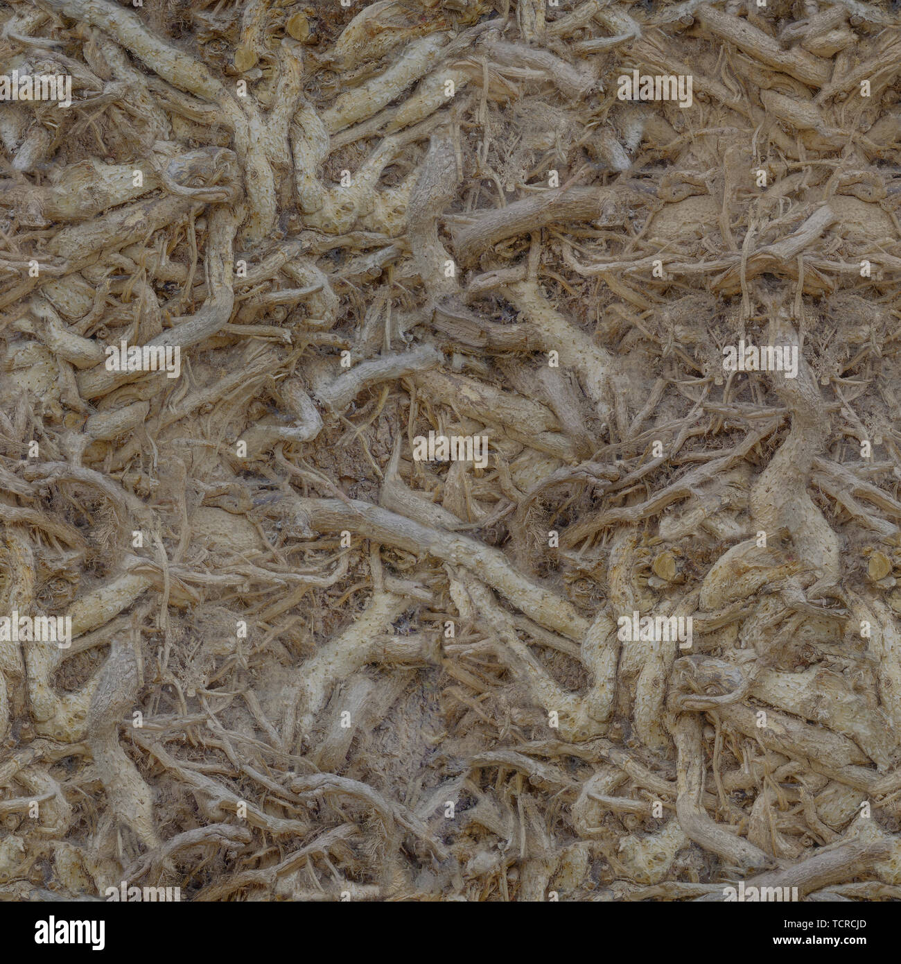 Tree root protruding hi-res stock photography and images - Alamy