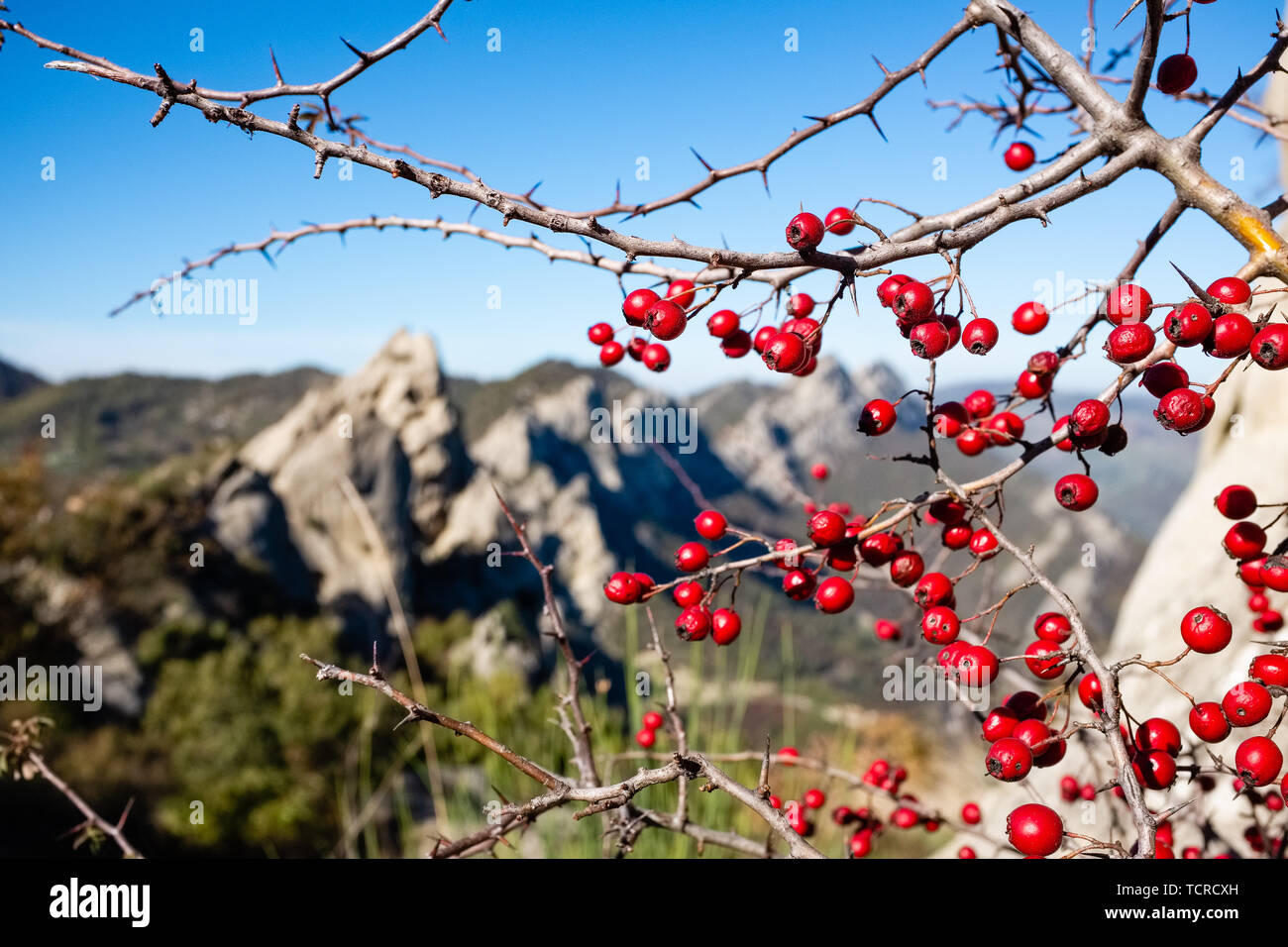Red wild berries. Dolomites of Basilicata mountains called Dolomiti ...
