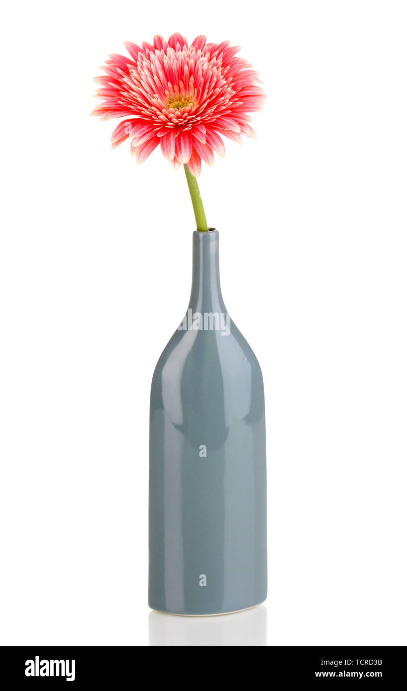 Beautiful gerbera in vase isolated on white Stock Photo - Alamy
