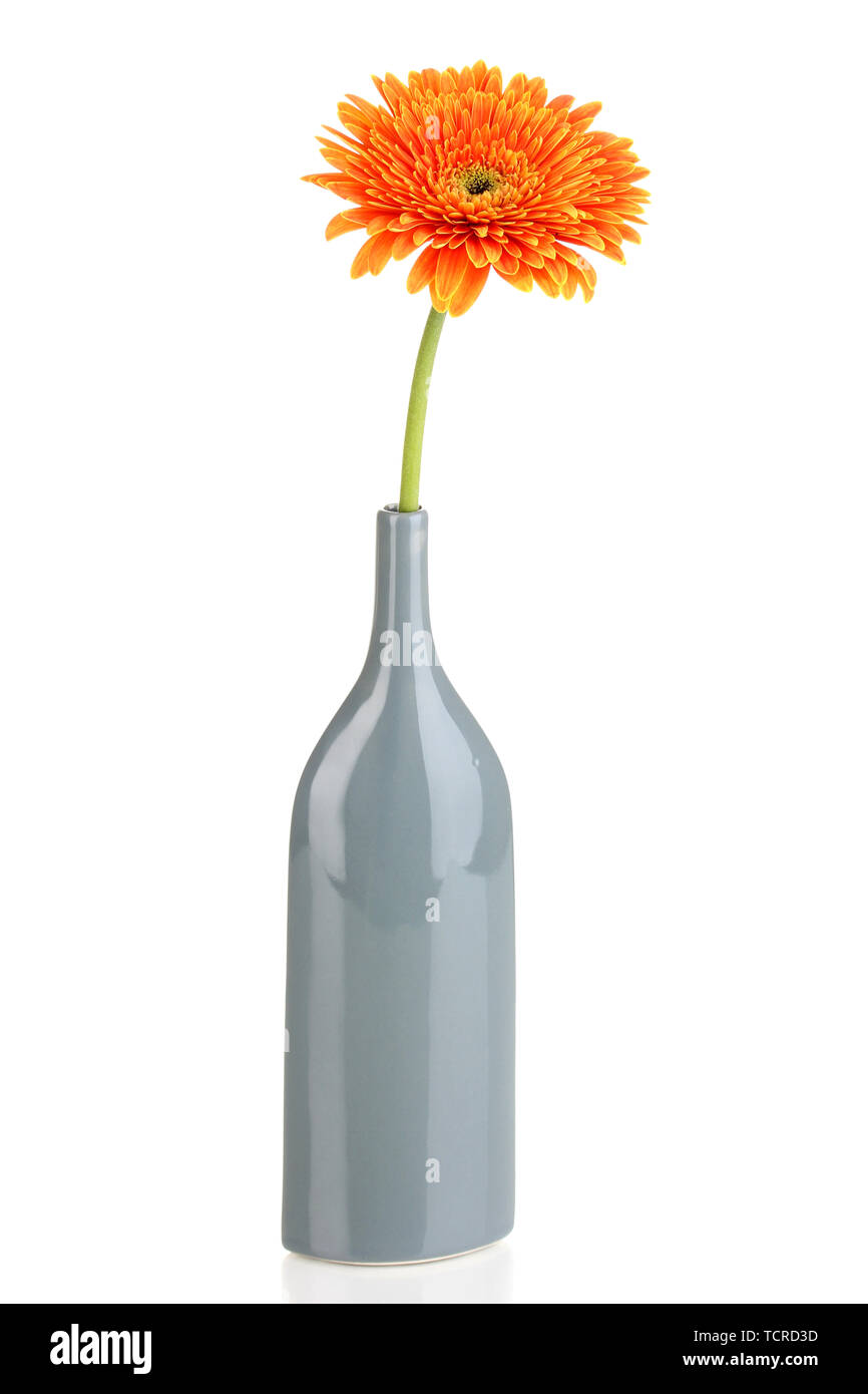 Beautiful gerbera in vase isolated on white Stock Photo - Alamy