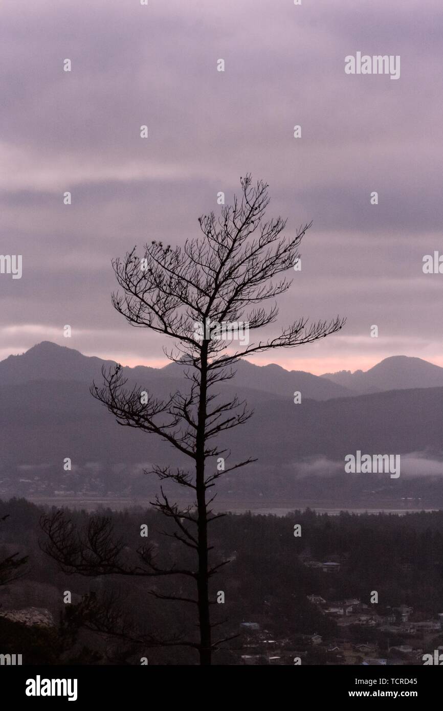 Single lonely tree on a high hill with a beautiful natural background ...