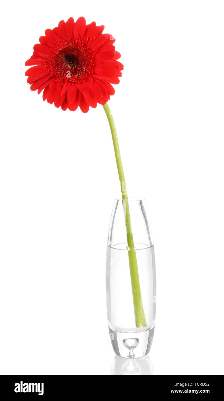 Beautiful gerbera in vase isolated on white Stock Photo - Alamy