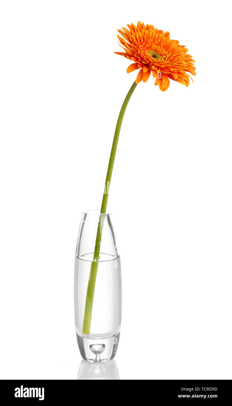 Beautiful gerbera in vase isolated on white Stock Photo - Alamy