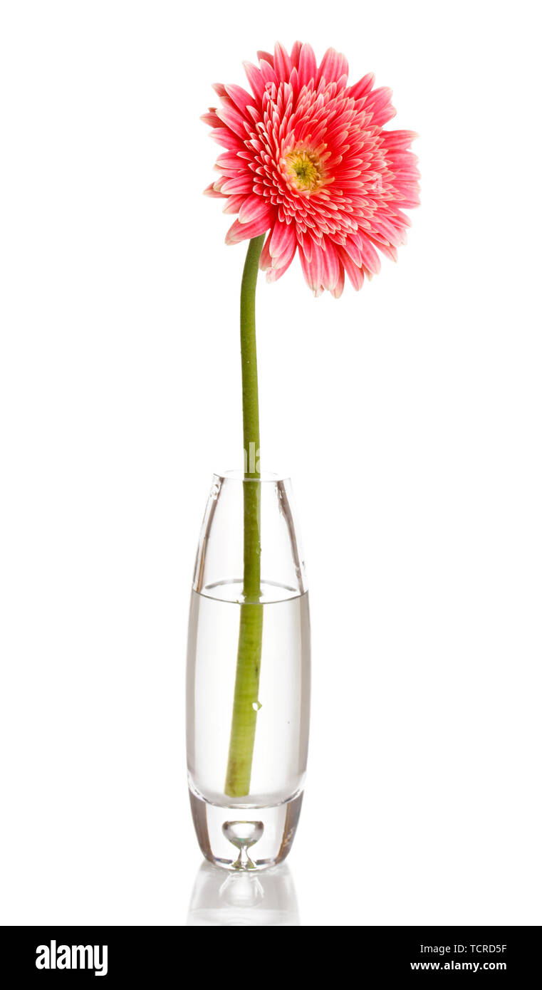 Beautiful gerbera in vase isolated on white Stock Photo - Alamy