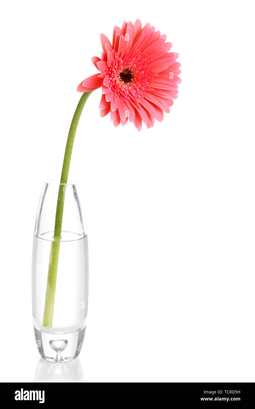Beautiful gerbera in vase isolated on white Stock Photo - Alamy