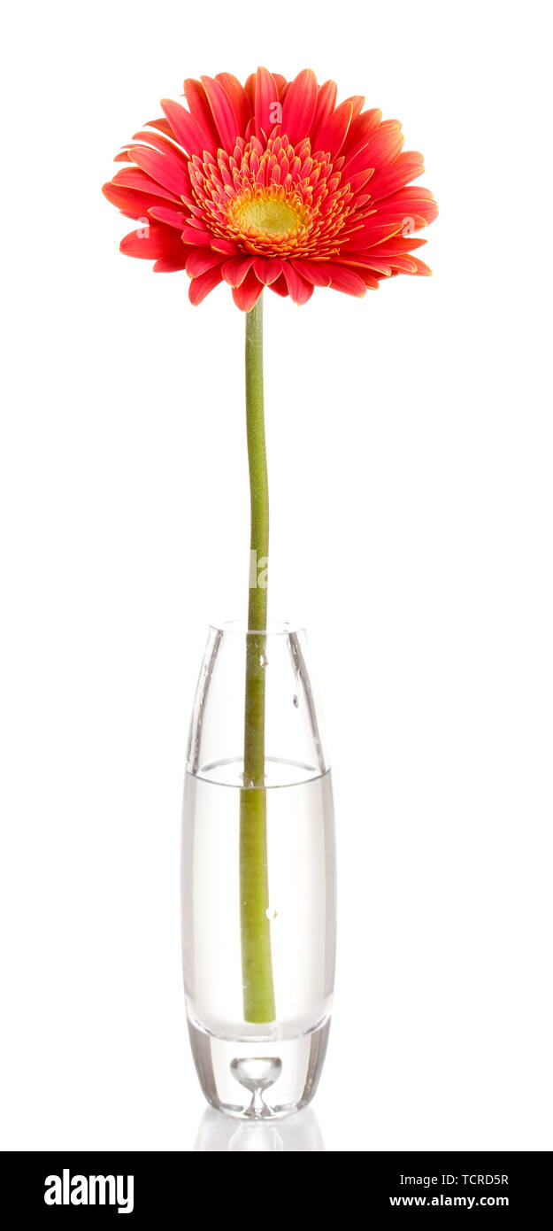 Beautiful gerbera in vase isolated on white Stock Photo - Alamy