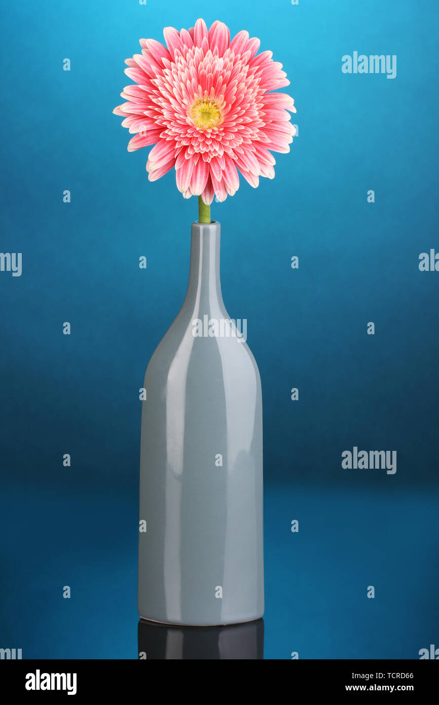 Beautiful gerbera in vase on blue background Stock Photo - Alamy