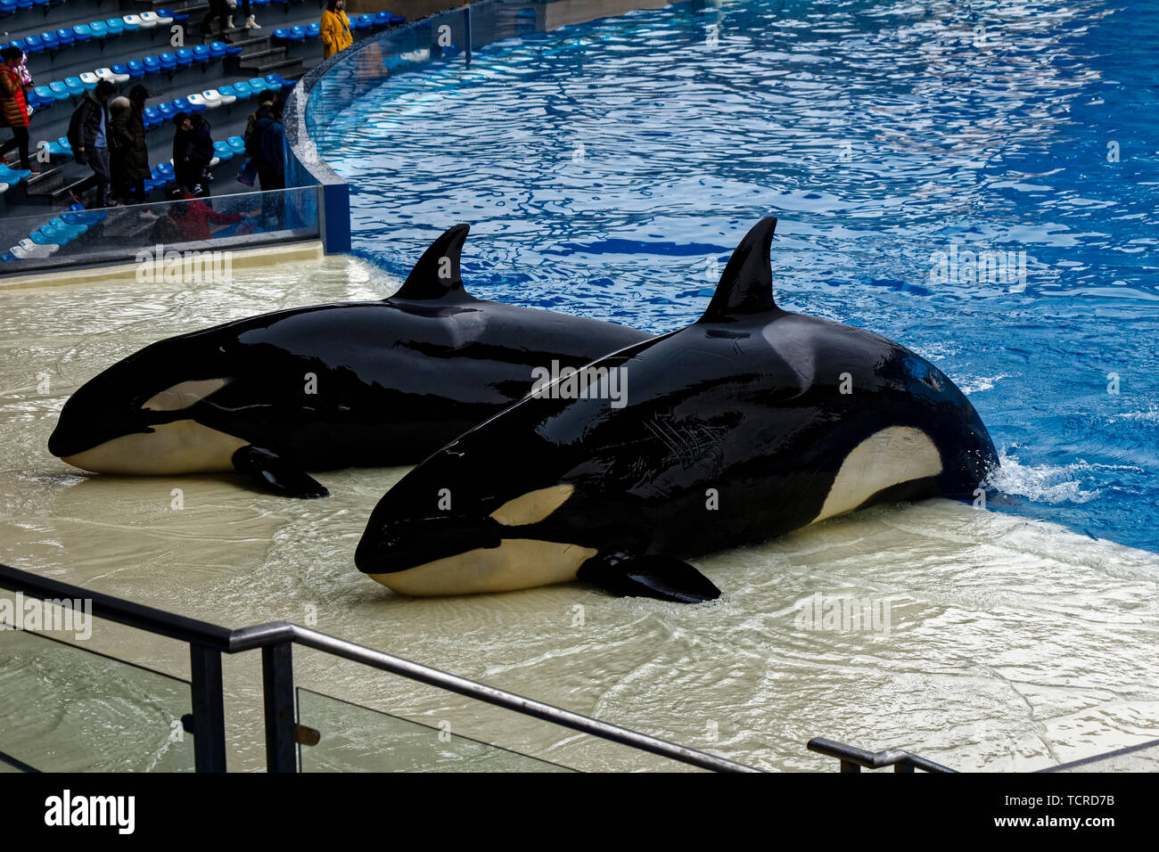 Haichang Ocean Park orca performance in Shanghai Stock Photo - Alamy