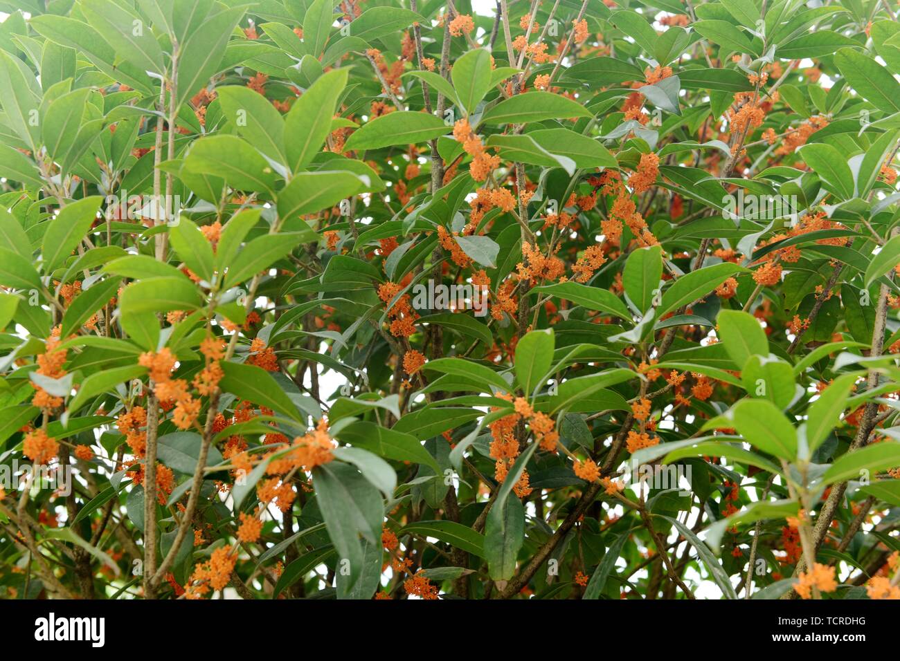 Dangui hi-res stock photography and images - Alamy