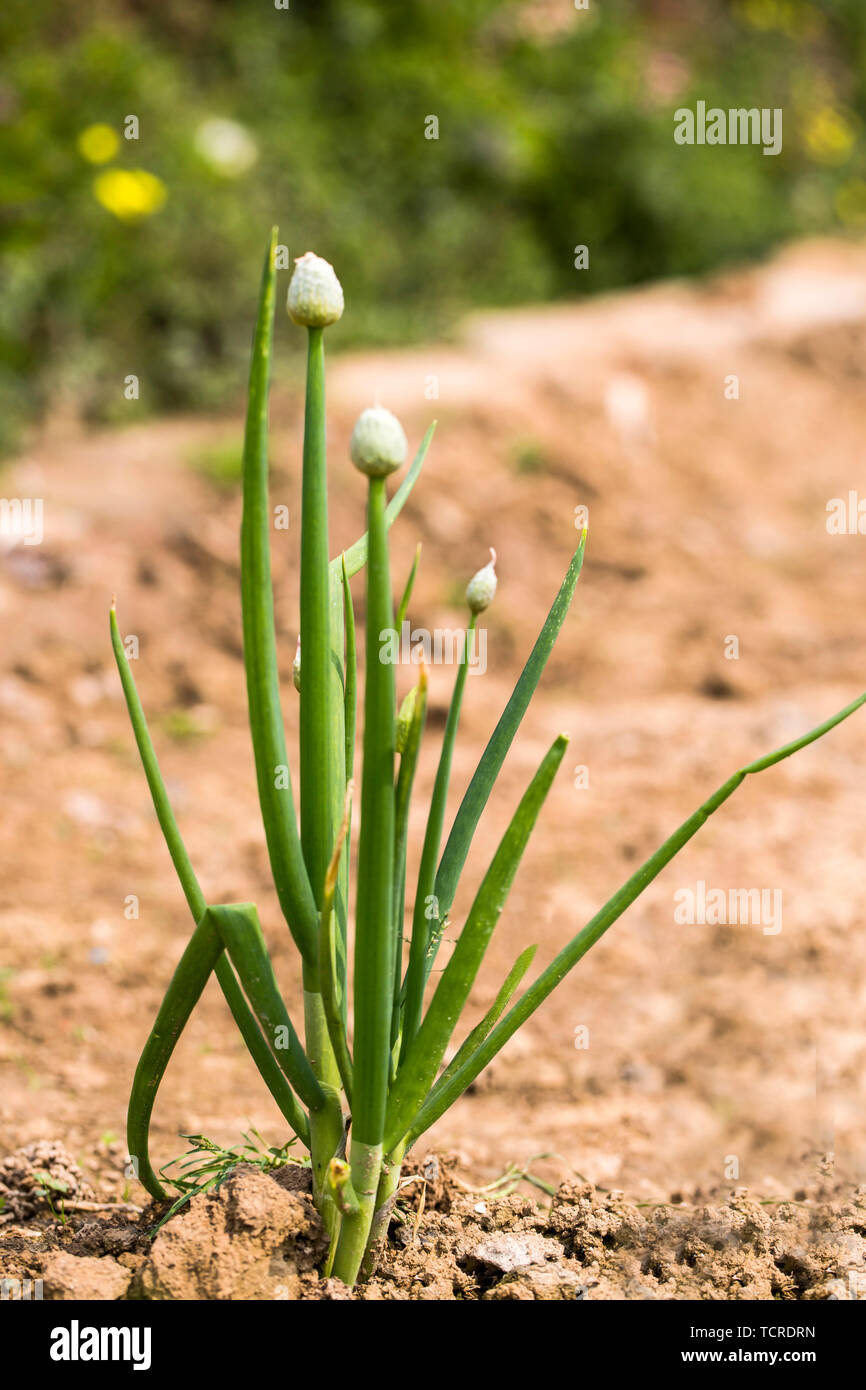 Onion vegetable field Stock Photo - Alamy