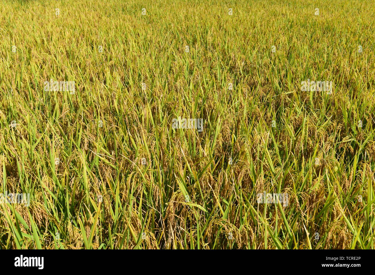 Spike of rice Stock Photo - Alamy