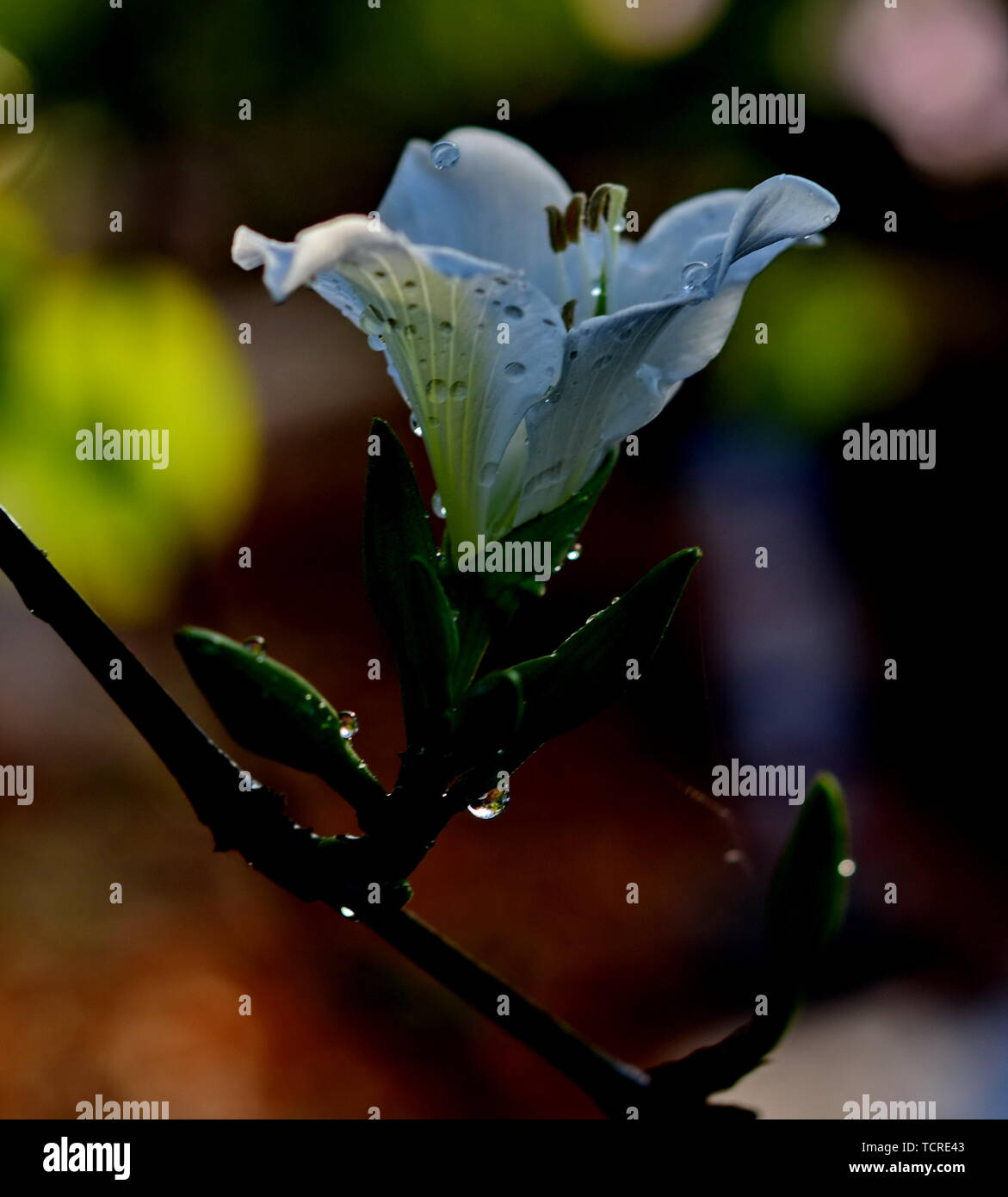 Blakeana hi-res stock photography and images - Alamy