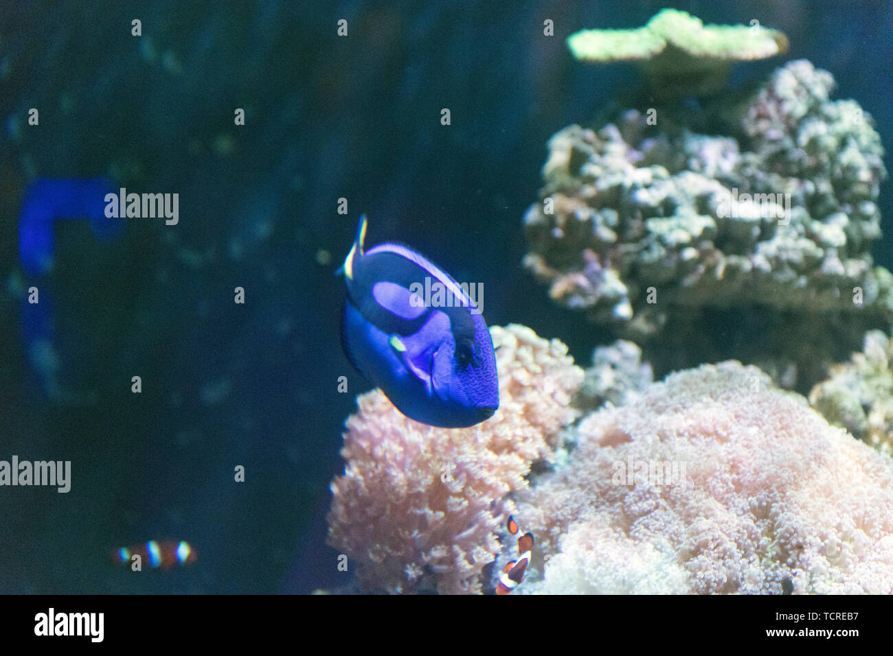 King fish hi-res stock photography and images - Alamy