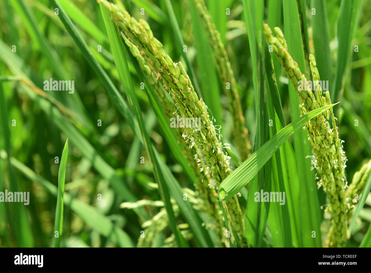Rice spike paddy field, rice Stock Photo - Alamy