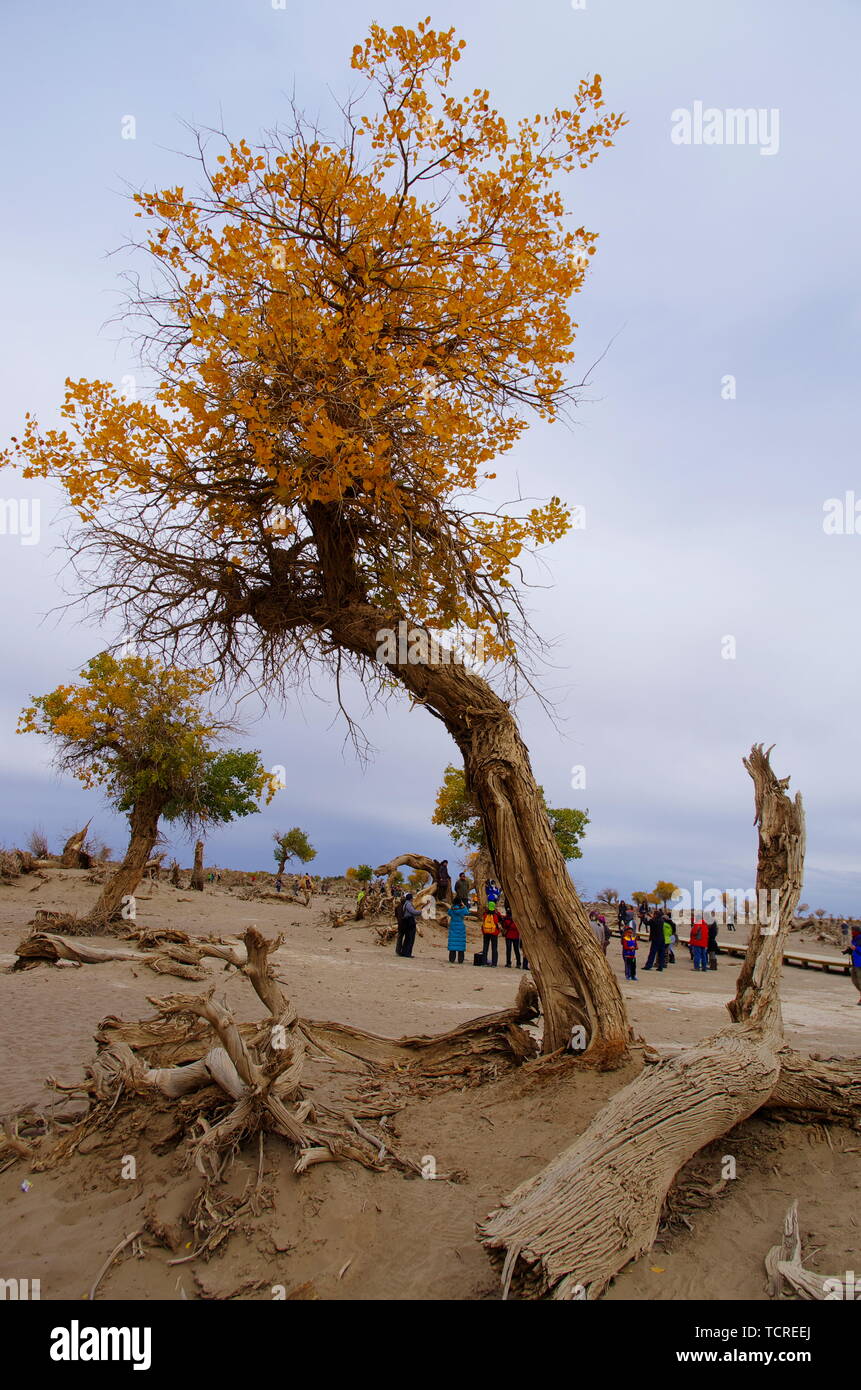 Poplar dead wood in Ejina, Inner Mongolia Stock Photo - Alamy