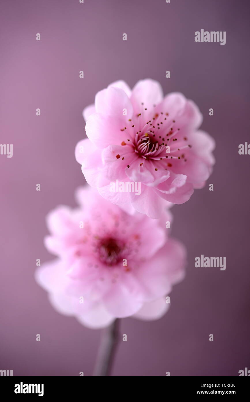 Pink spring plum Stock Photo - Alamy