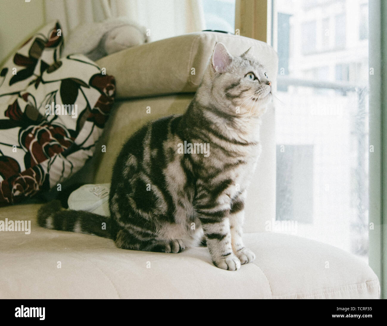 Home cute beautiful short tabby cat, soft body, yoga animal, sleeping ...