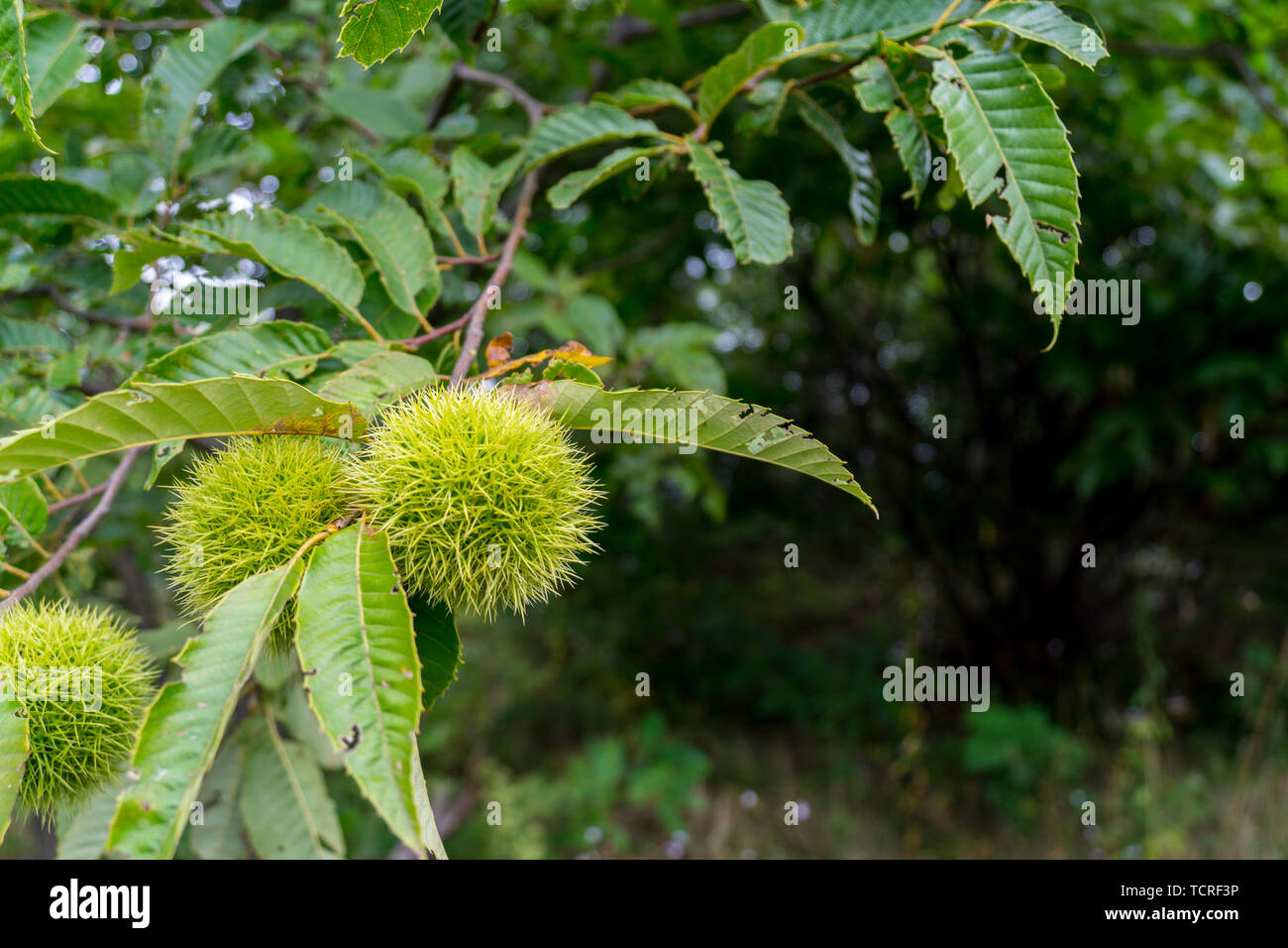 Chestnut trees at the foot of the fall mountain Stock Photo - Alamy