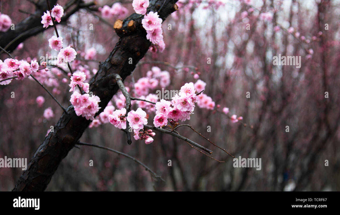Cold water a bottle of spring several branches, fragrance does not ...