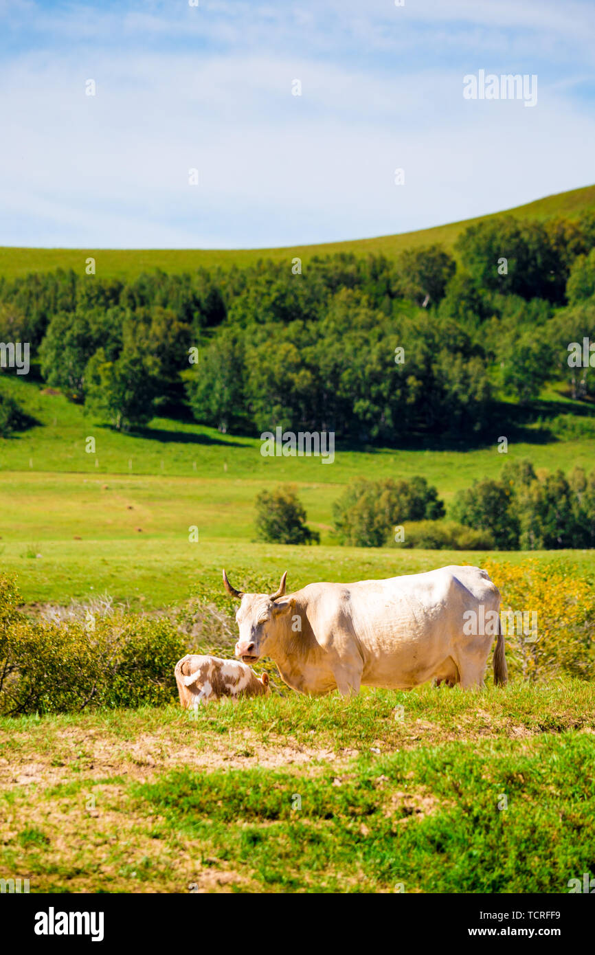 No one with mammals landscapes farm farms agriculture hi-res stock photography and images - Alamy