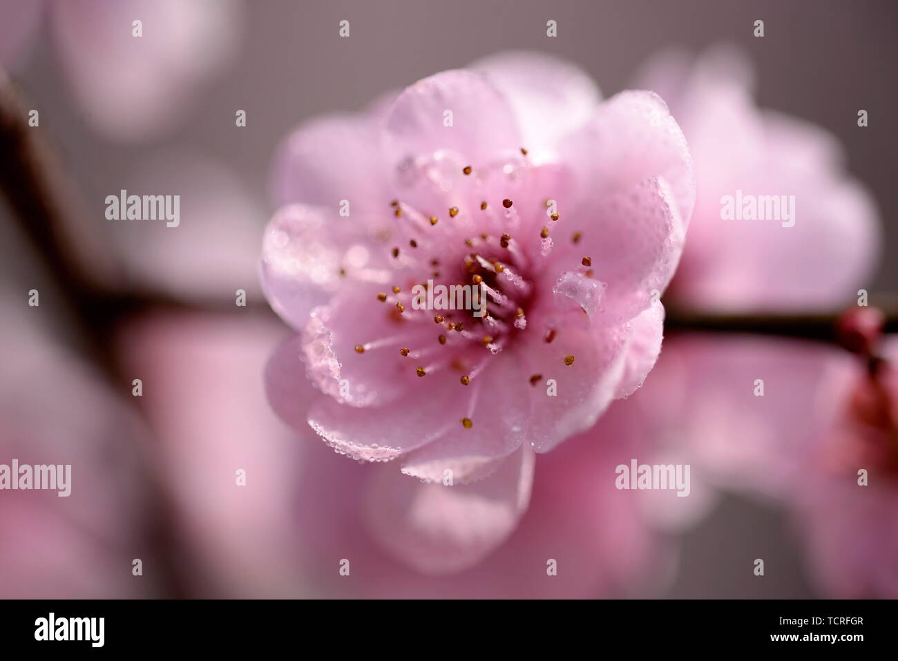 Pink spring plum Stock Photo - Alamy