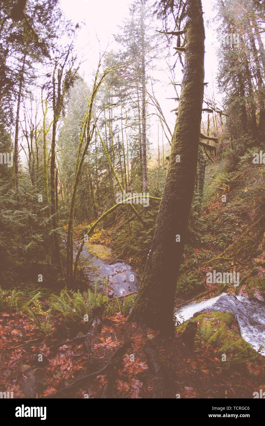 Small river running in a forest Stock Photo - Alamy