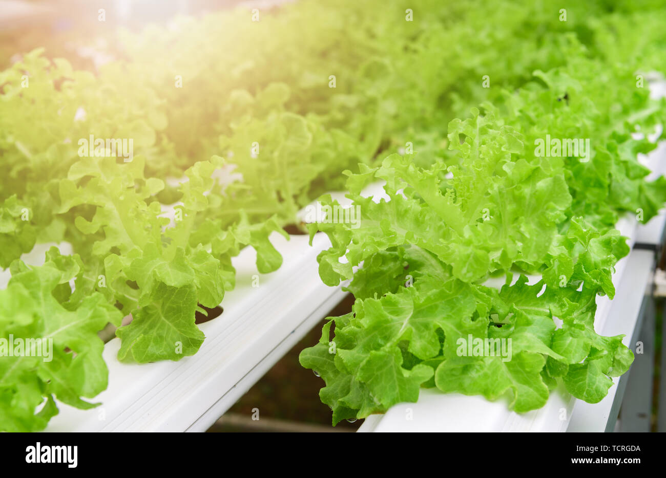 Green oak lettuce salad vegetable in hydroponic farm system plants on water without soil with ...