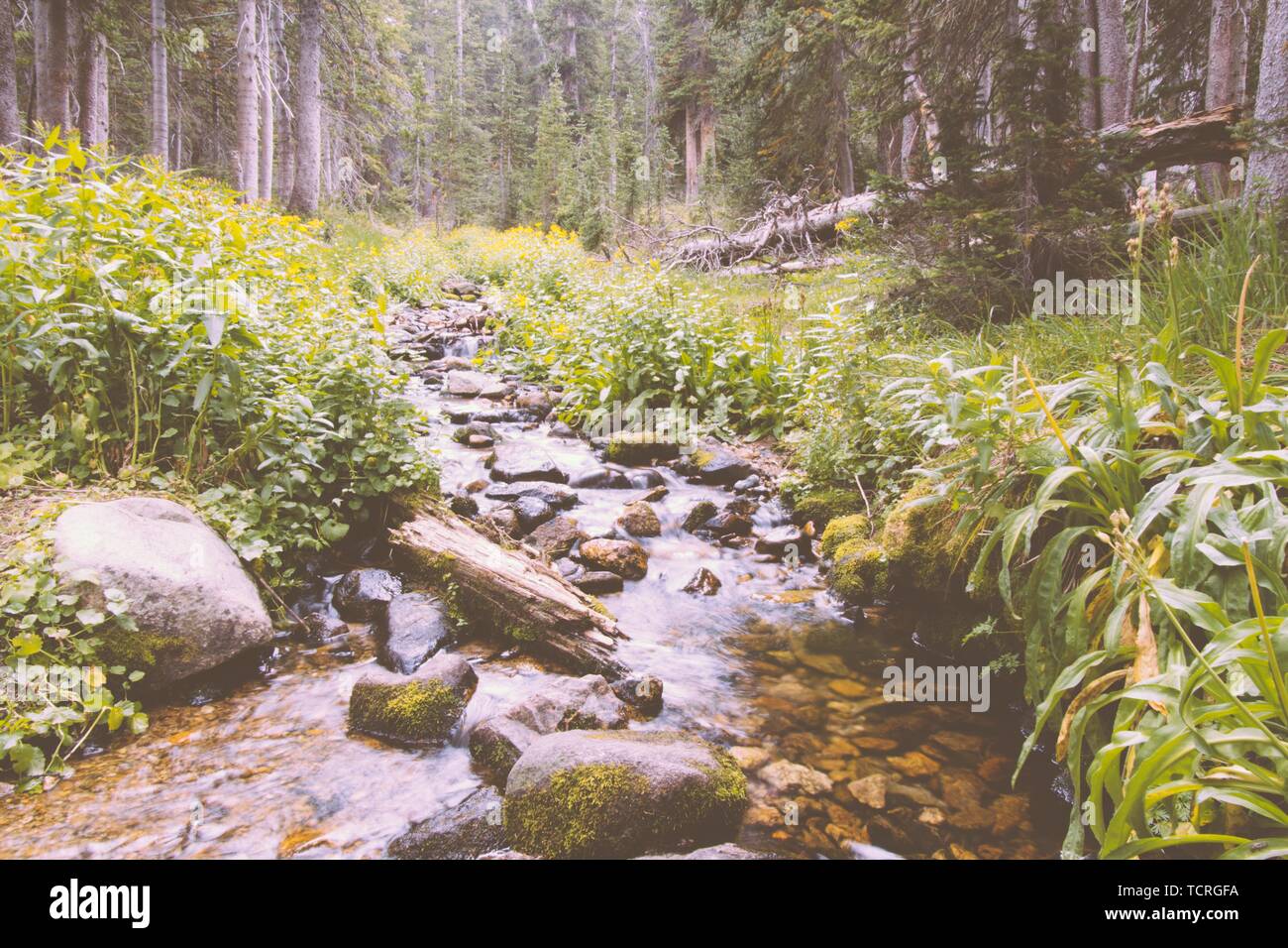 Beautiful small river running in the green woods Stock Photo - Alamy