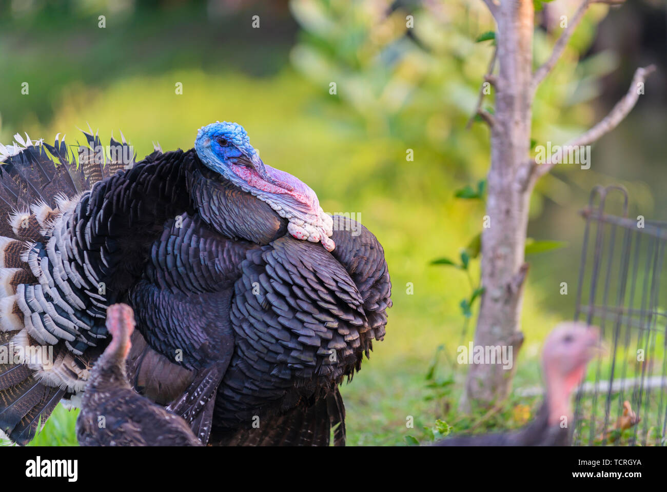 Portrait of black turkey on nature background. colorful blue wattle and ...