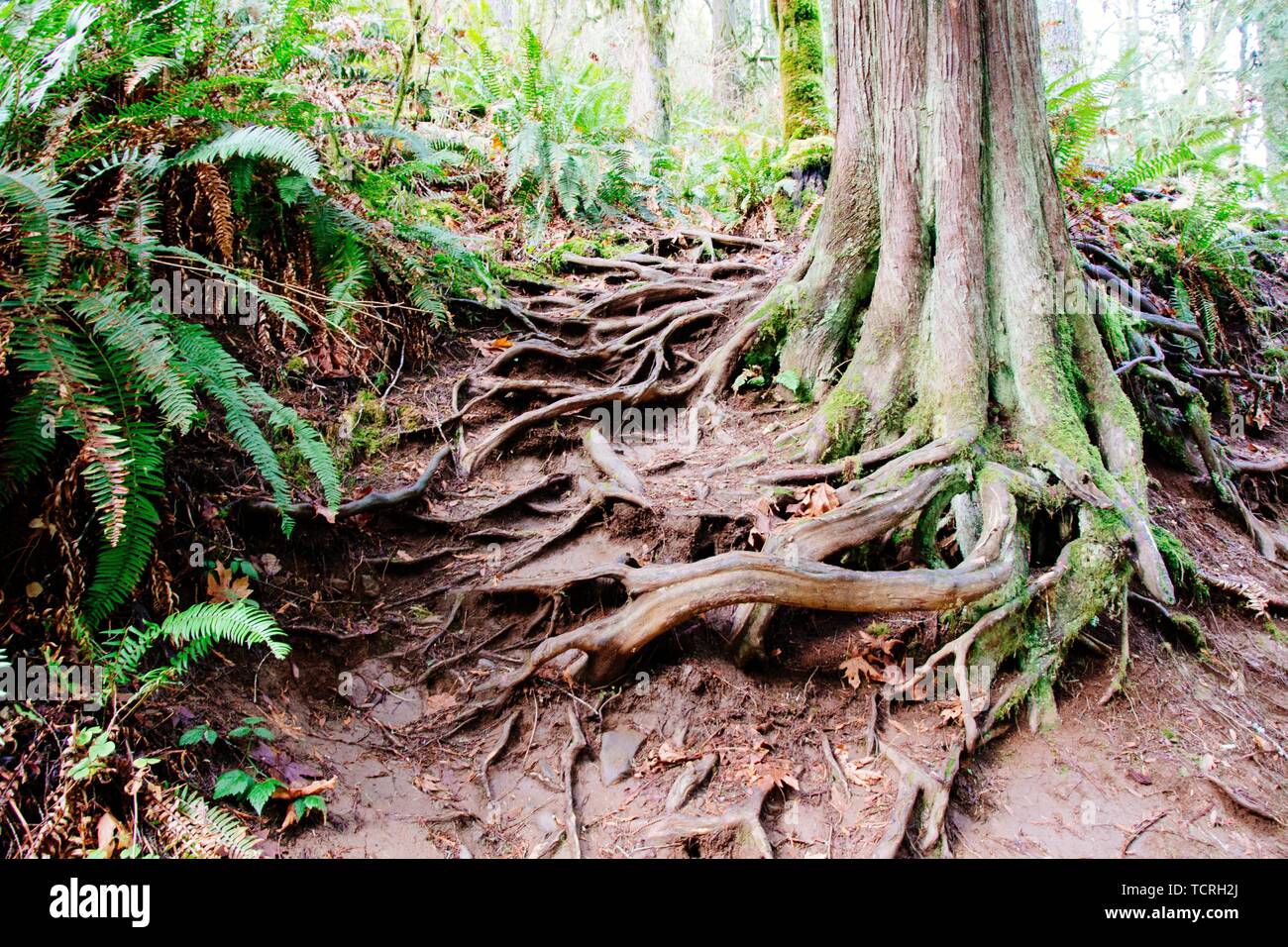Tree roots exposed in brown hi-res stock photography and images - Alamy