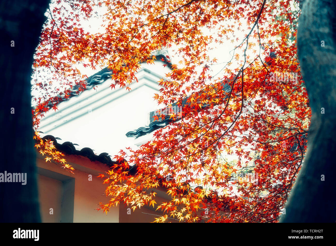 The ancient construction under the red maple Stock Photo - Alamy